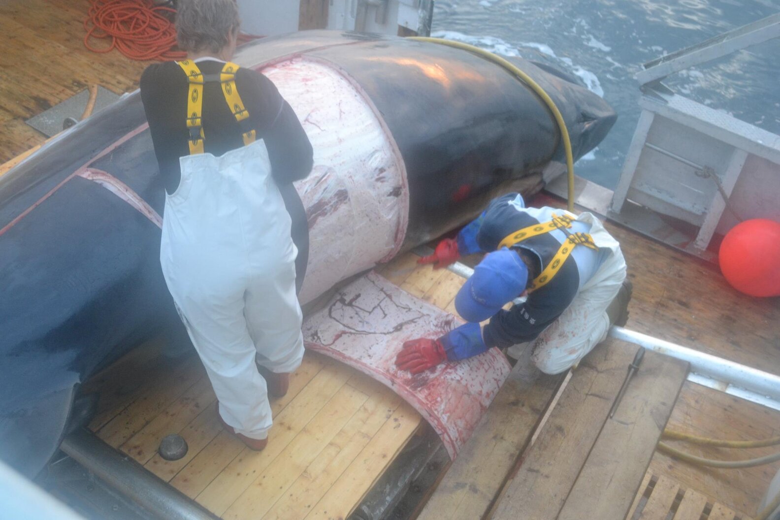 Norway Is About To Begin Controversial Whale Hunt - The Dodo