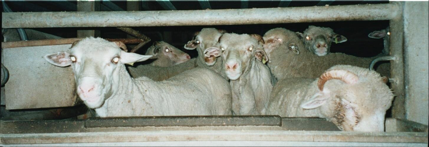 'Live Export' Sheep Suffer High Stress Levels, Study Shows - The Dodo