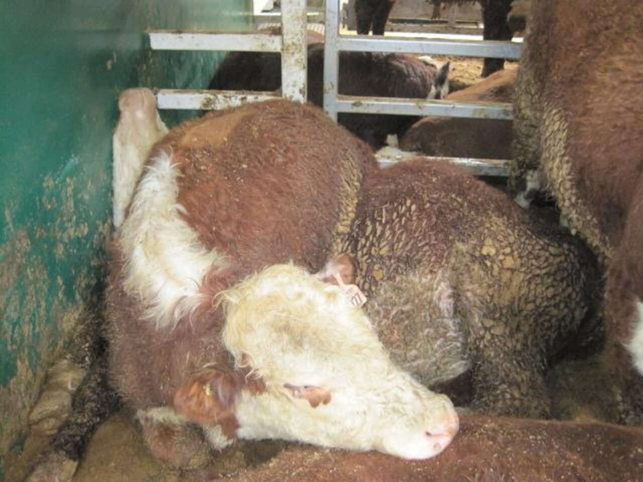 'Live Export' Sheep Suffer High Stress Levels, Study Shows - The Dodo
