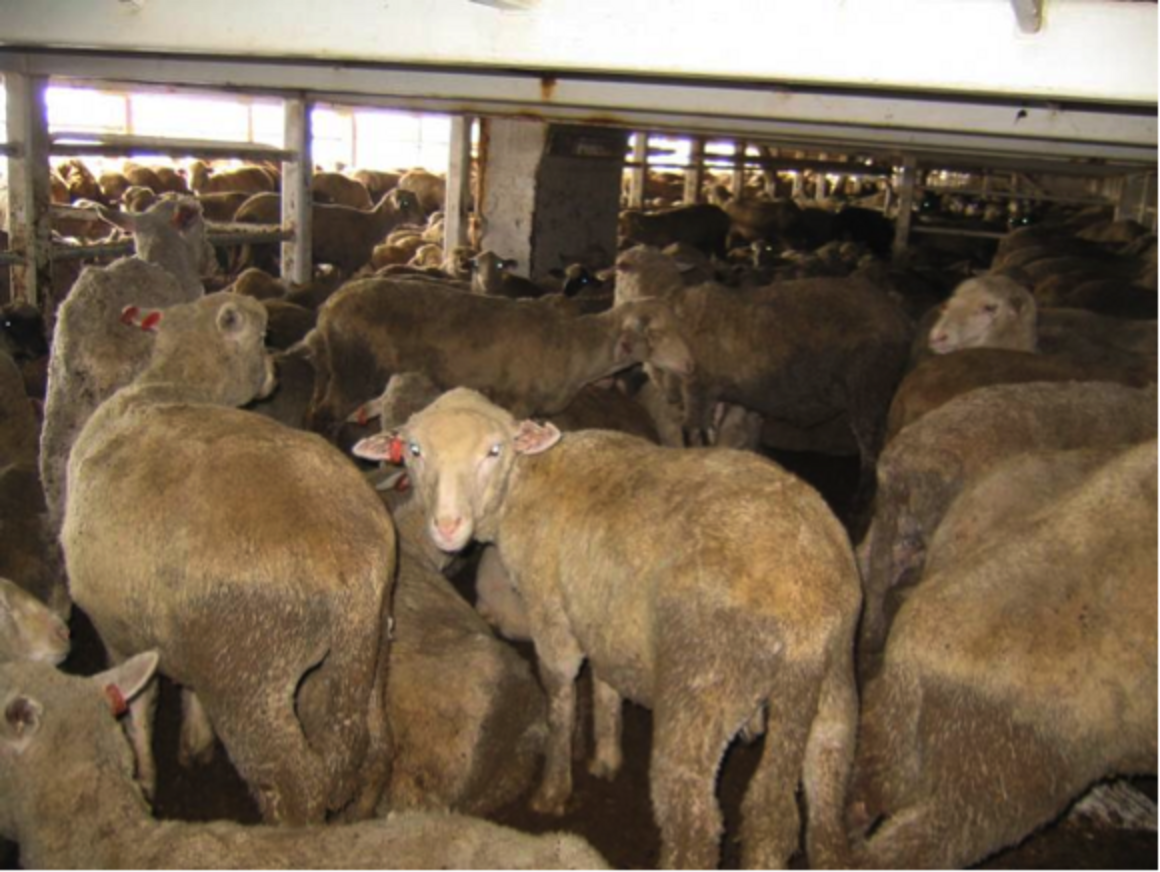 'Live Export' Sheep Suffer High Stress Levels, Study Shows - The Dodo