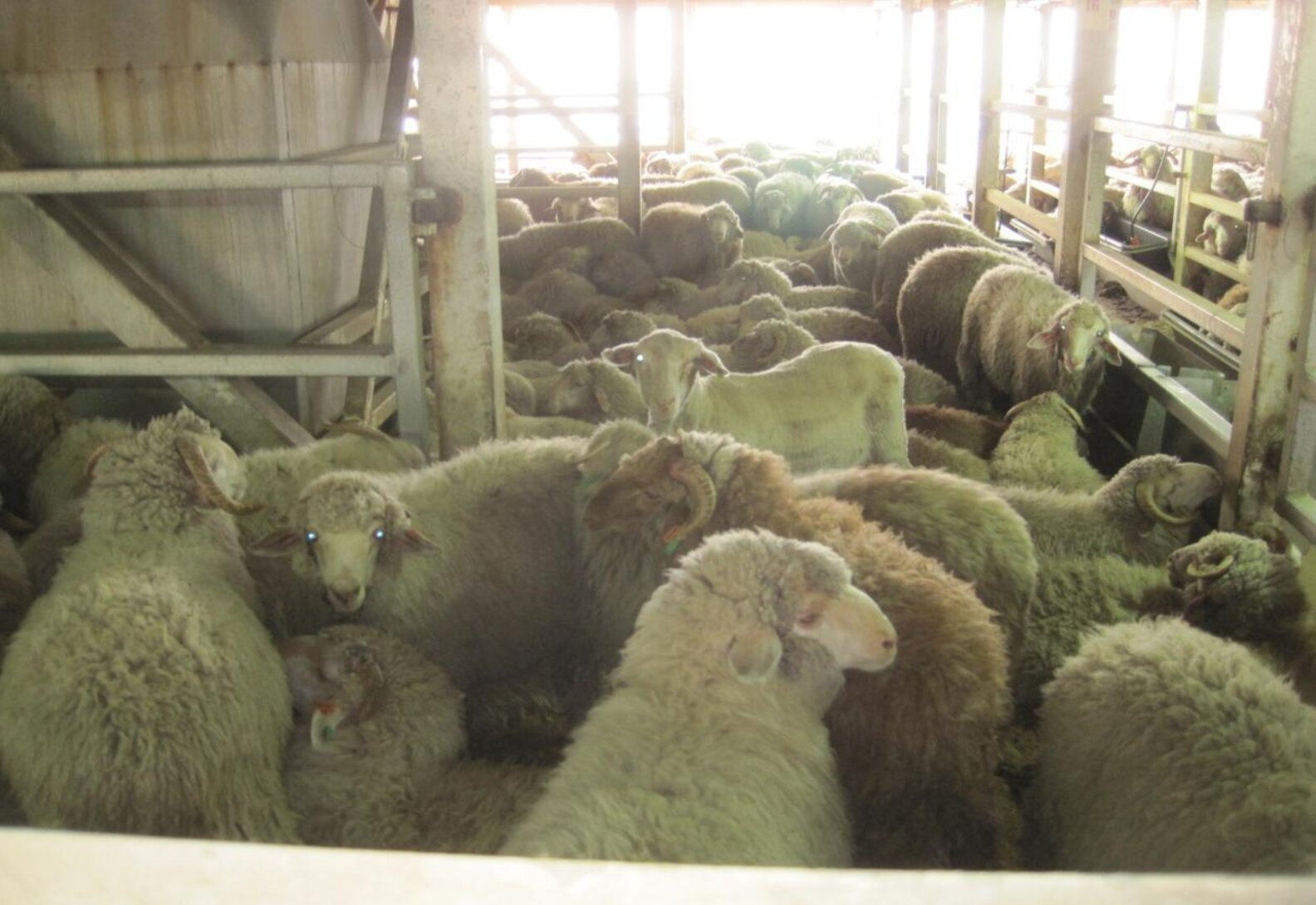 'Live Export' Sheep Suffer High Stress Levels, Study Shows - The Dodo
