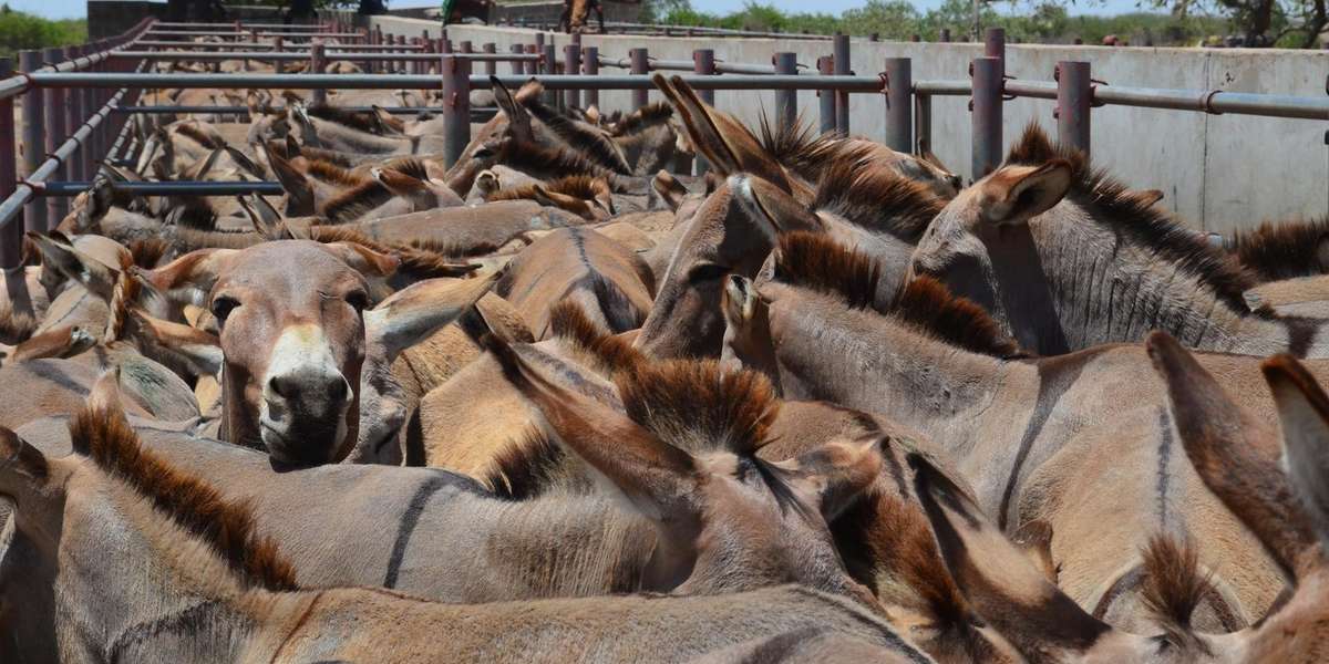 Donkey Skin Trade Occurs At 'Shocking Scale,' Report Reveals - The Dodo