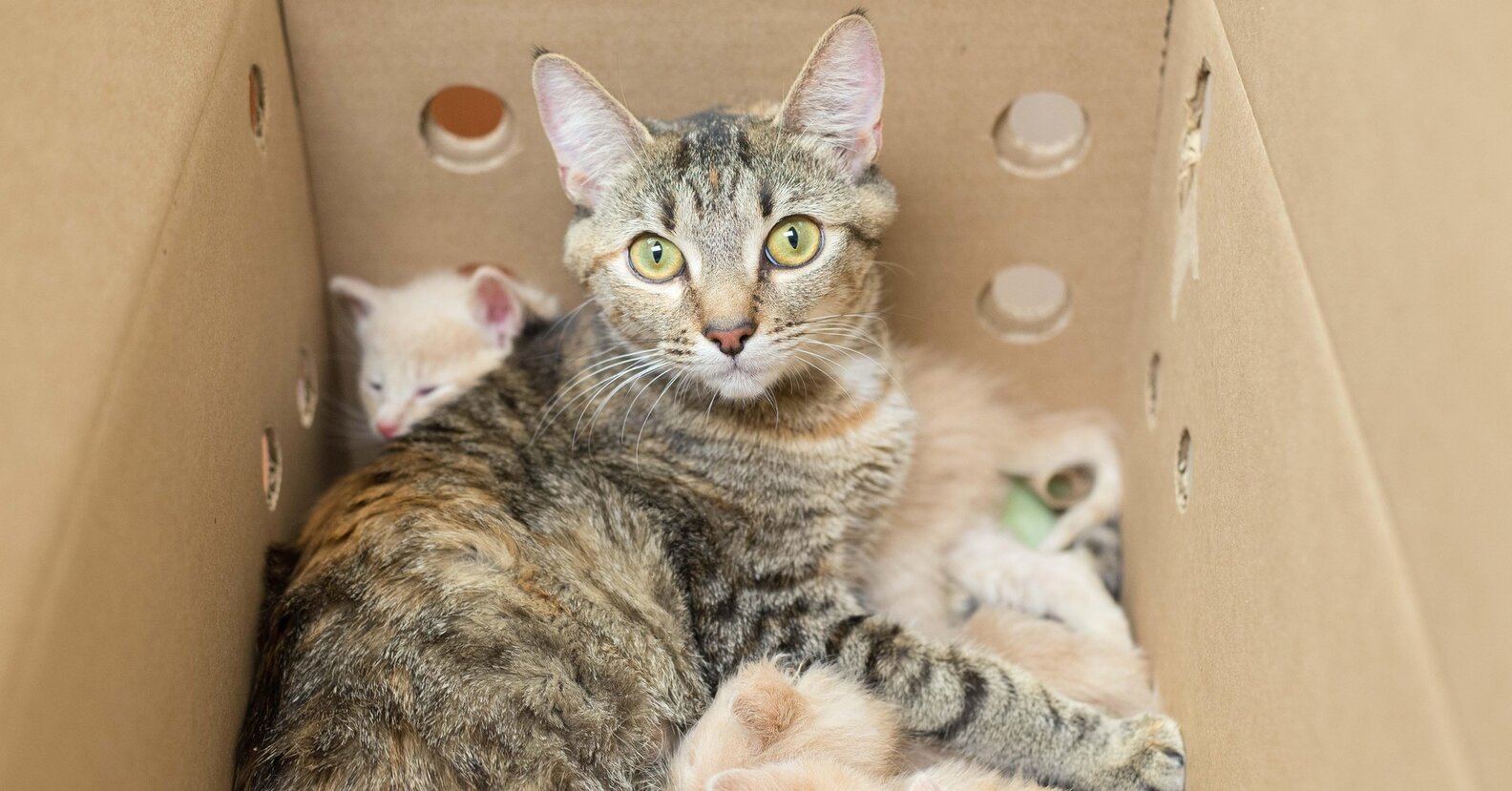 Mother Cat Adopts 14 Kittens - The Dodo