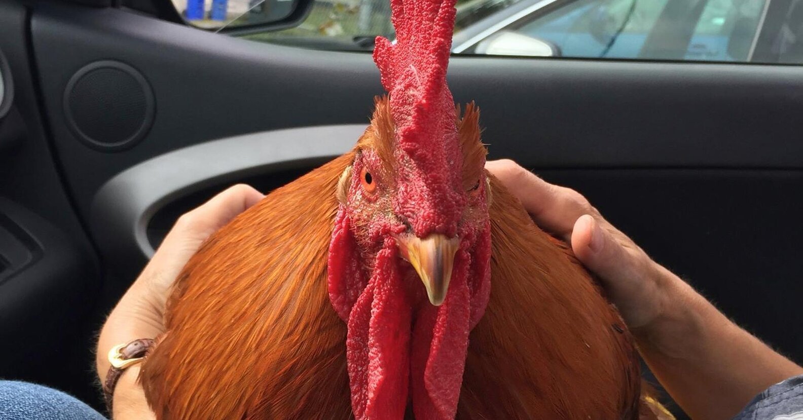 Rescued Rooster In A Wheelchair Teaches Kids To Be Themselves - The Dodo
