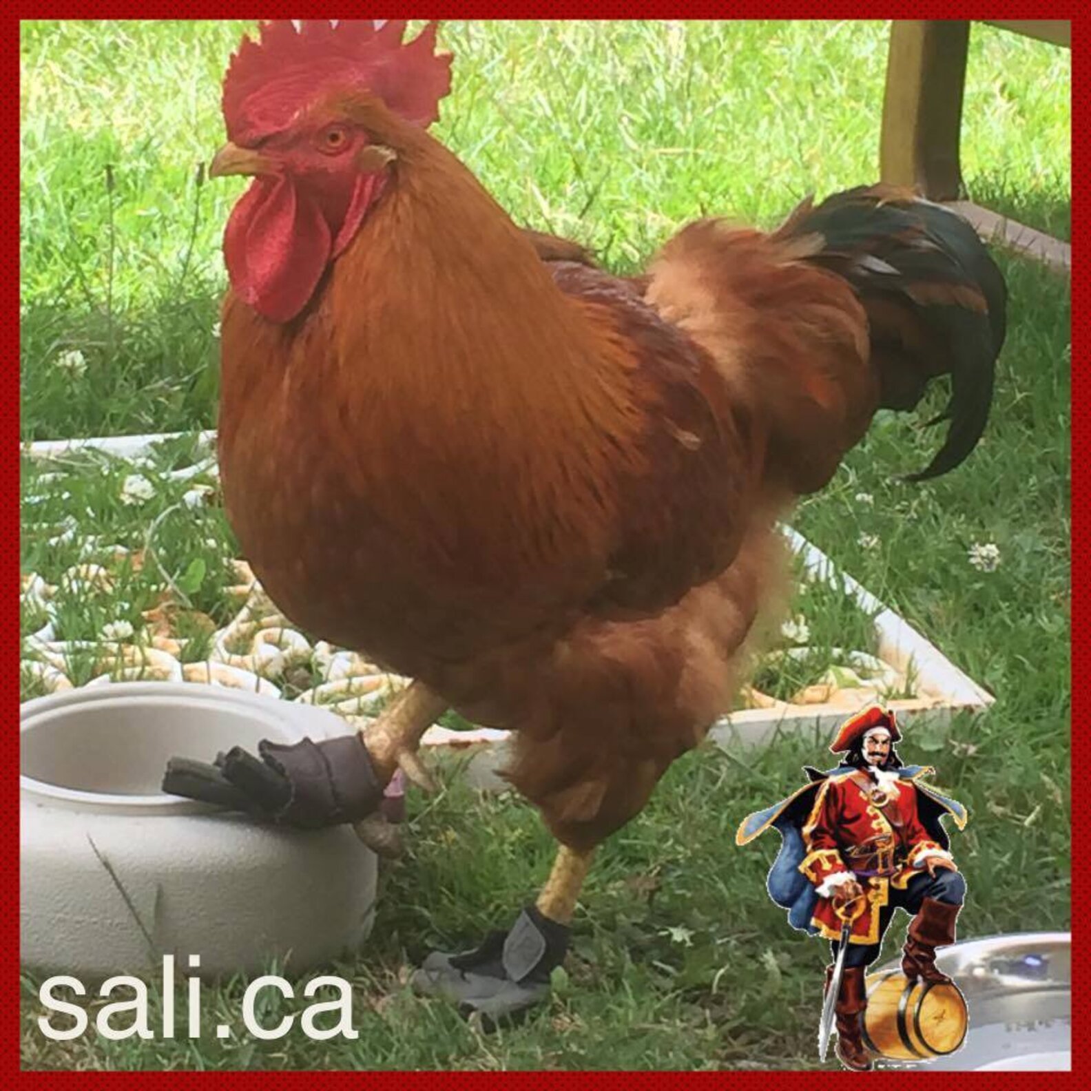 Rescued Rooster In A Wheelchair Teaches Kids To Be Themselves - The Dodo