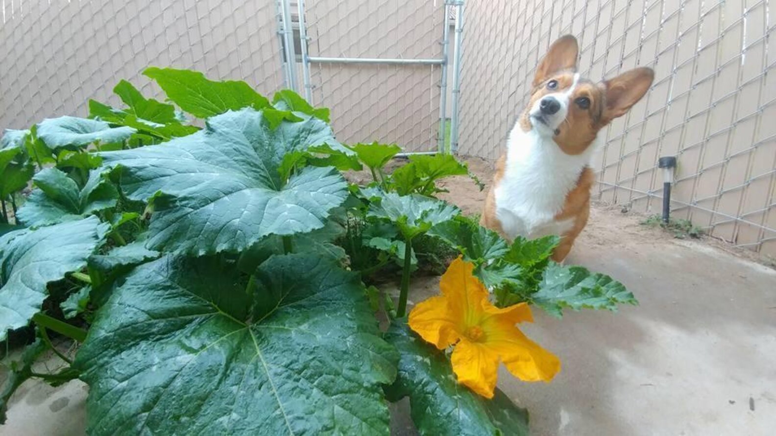 Corgi Couldn't Be Prouder Of The Garden She Planted With Her Poop - The ...