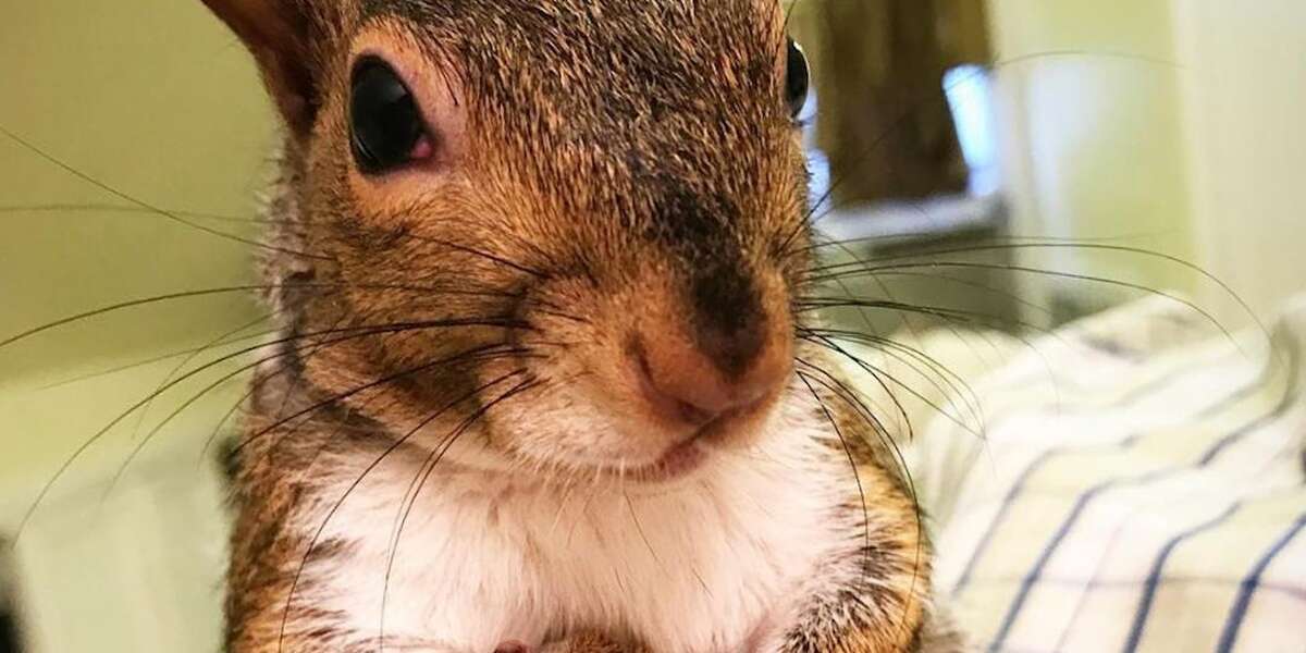 Rescued Squirrel Lost Her Home When Her Tree Got Cut Down - Videos ...