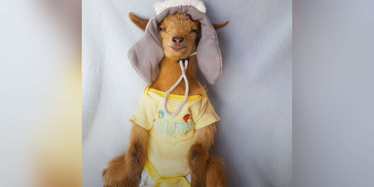 Sick Baby Goat Has The Best Mom — And Hats - The Dodo