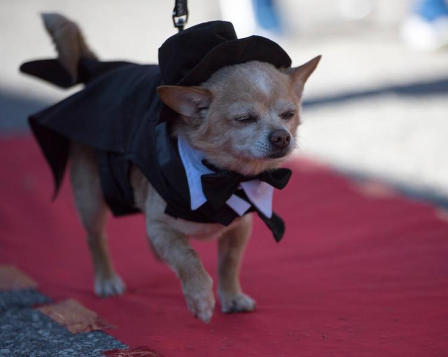 Special 'Senior Prom' Held To Help Older Dogs Get Adopted - The Dodo
