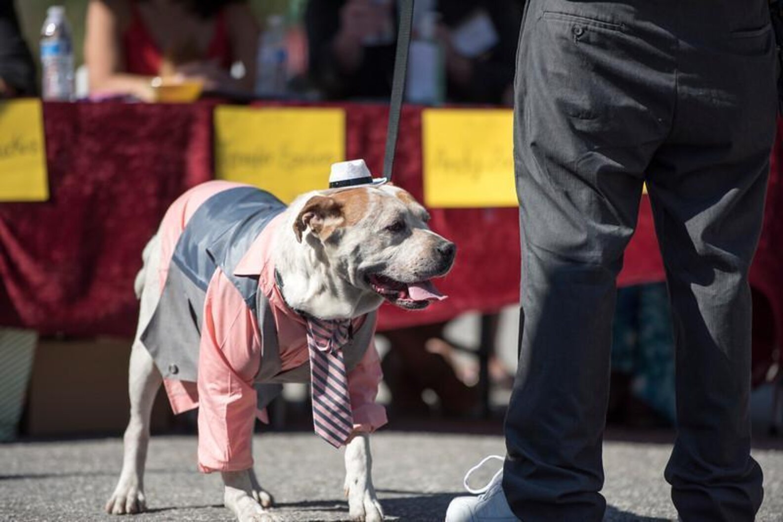 Special 'Senior Prom' Held To Help Older Dogs Get Adopted - The Dodo