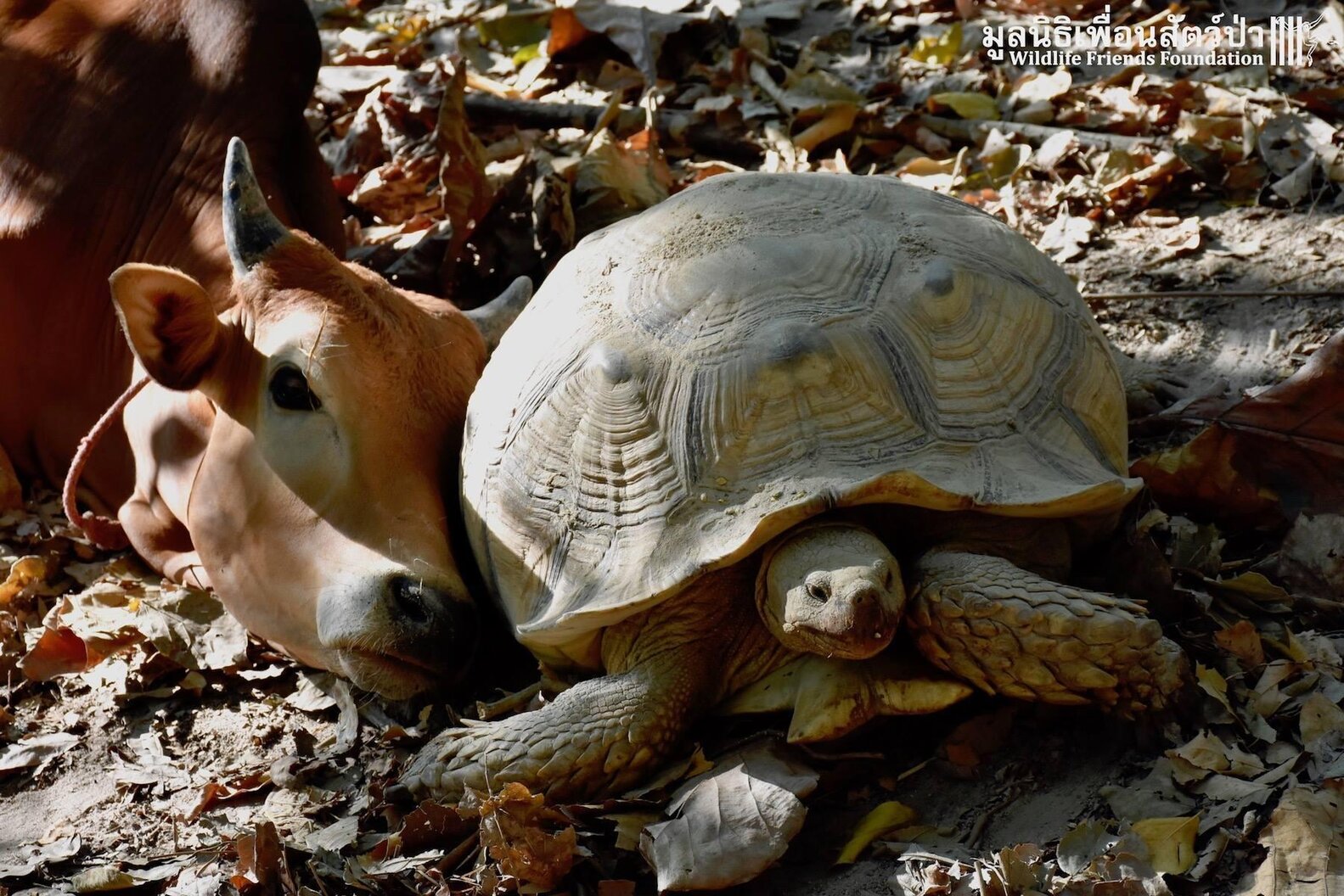 Disabled Calf And Rescue Tortoise Share Bond At Sanctuary - The Dodo