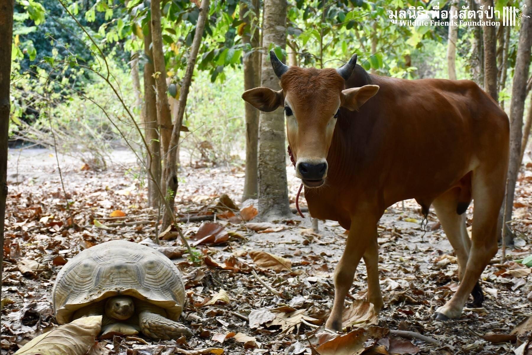 Disabled Calf And Rescue Tortoise Share Bond At Sanctuary - The Dodo