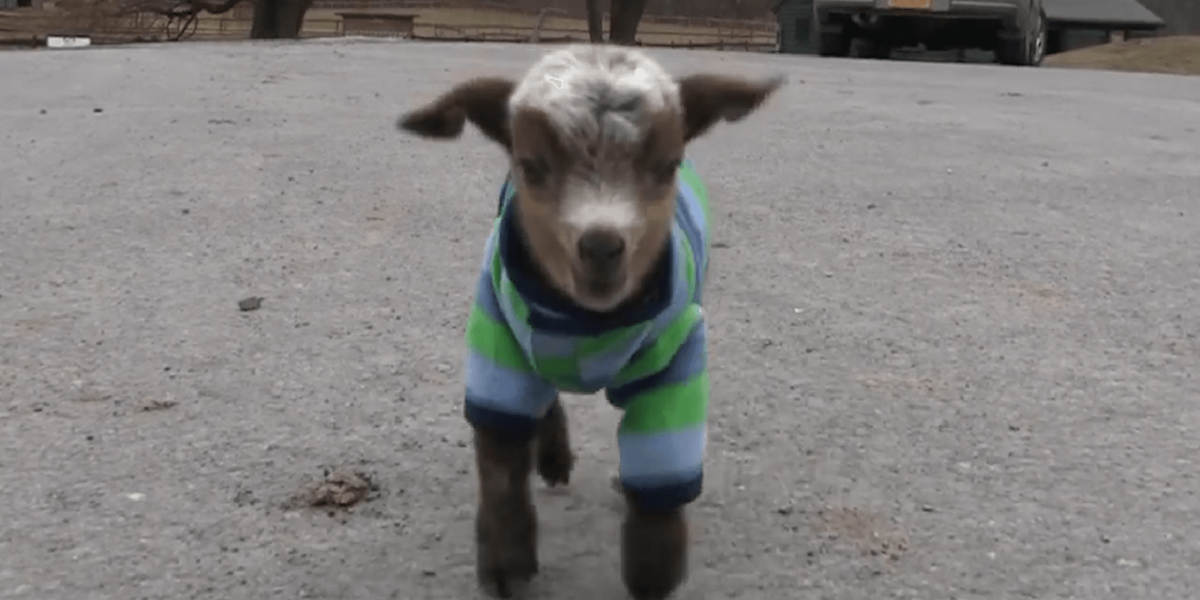 Tiny Goat Has Grown Up So Much In The Past Year - The Dodo