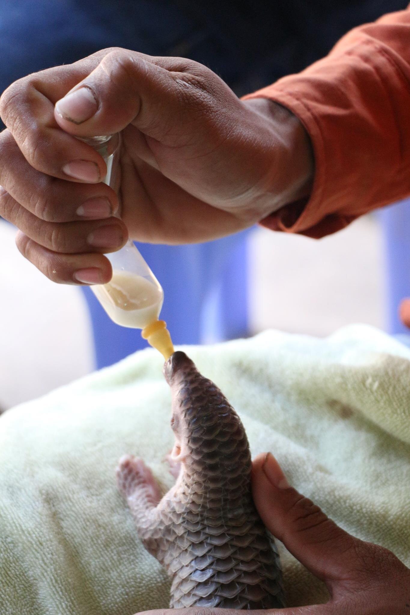 Infant Pangolin Brought To Cambodia Wildlife Center For Help - The Dodo