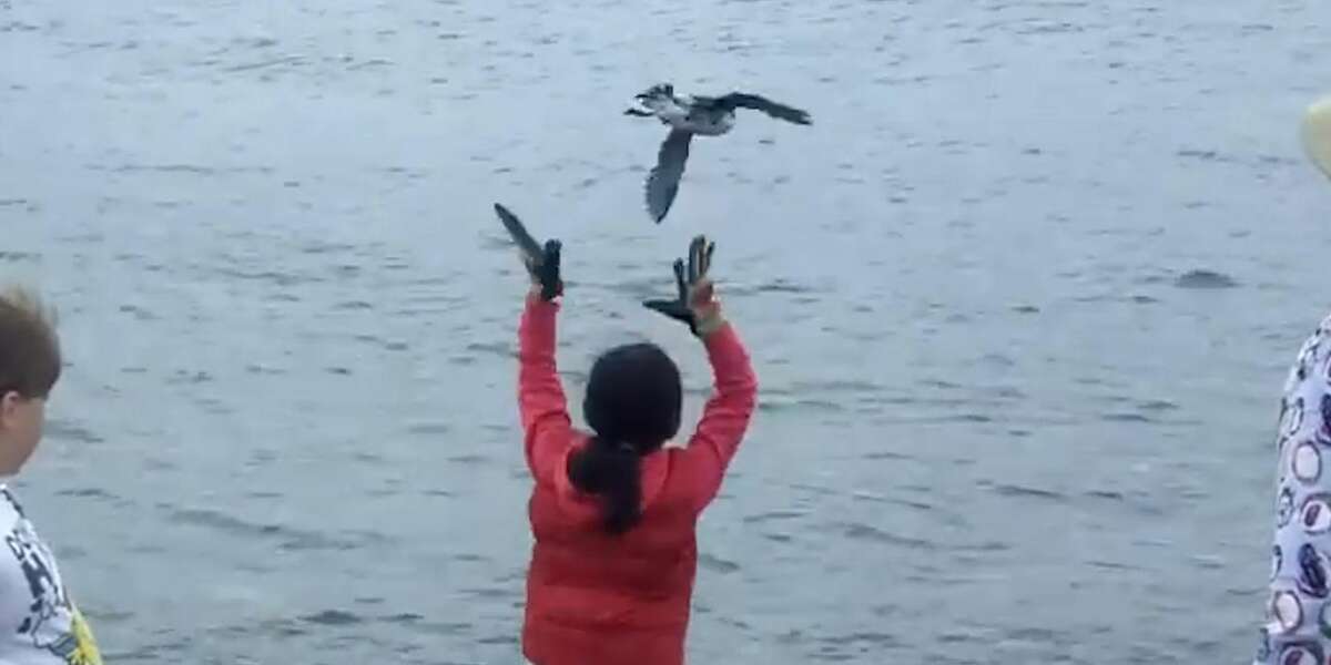 People Help Baby Puffins Find Their Way To The Ocean - Videos - The Dodo