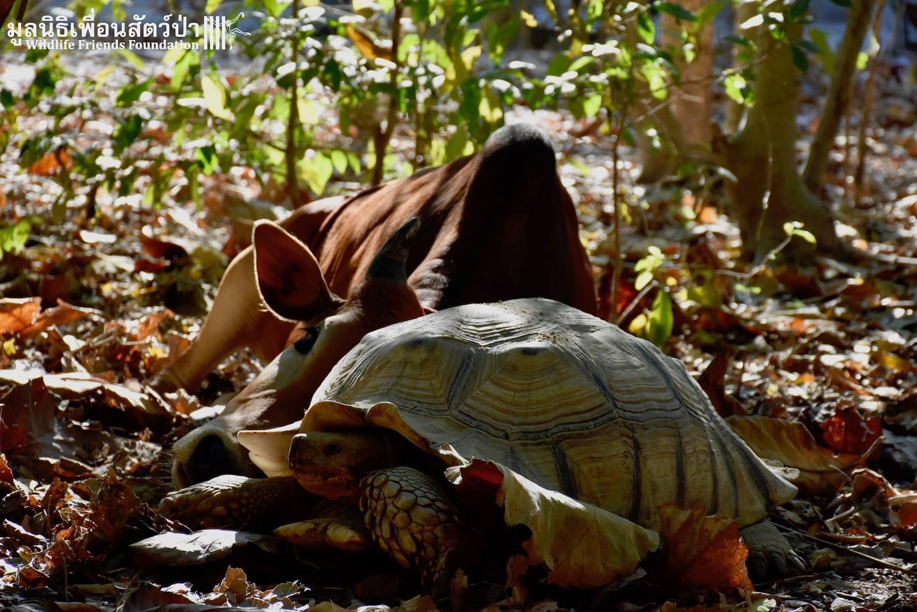 Disabled Calf And Rescue Tortoise Share Bond At Sanctuary - The Dodo