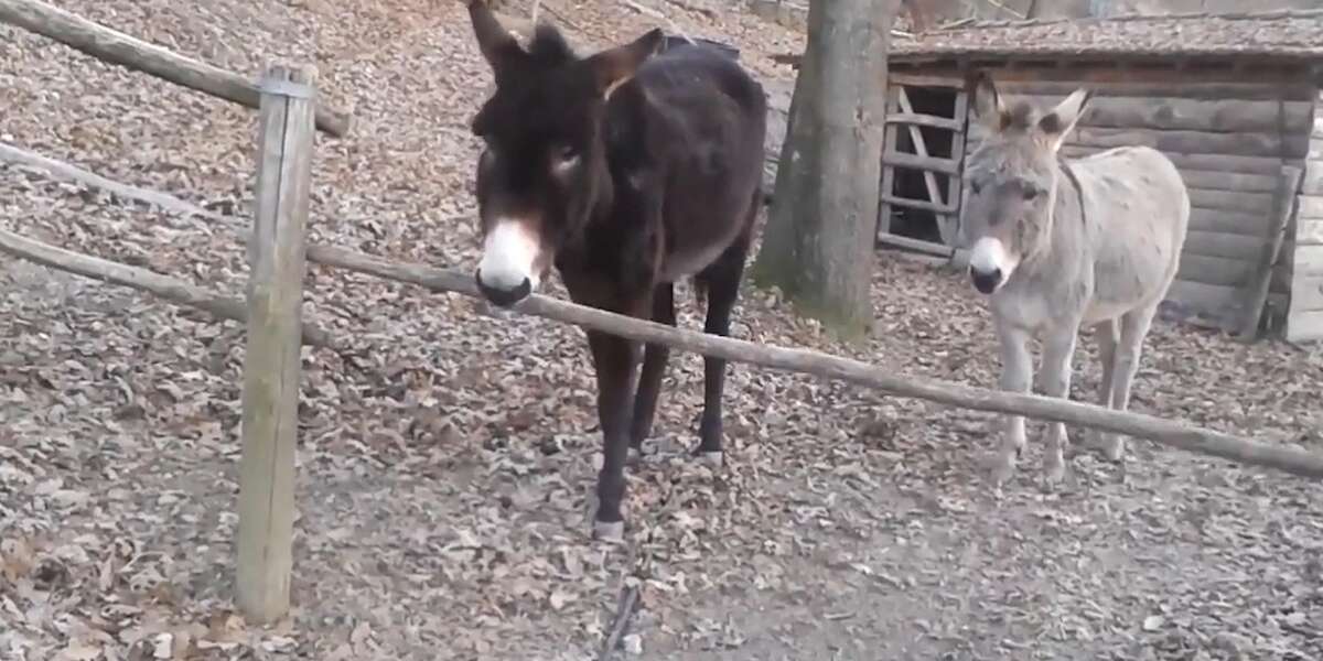 Donkey Has The Smartest Way Of Getting Over This Fence - Videos - The Dodo