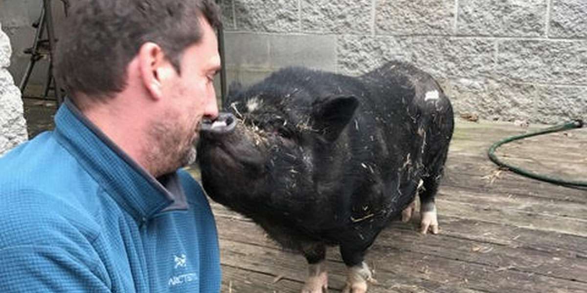 Stray Pig Loves Being Tucked Into Bed - The Dodo