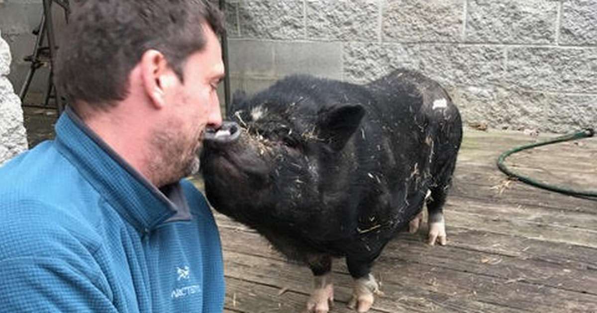 Stray Pig Loves Being Tucked Into Bed - The Dodo