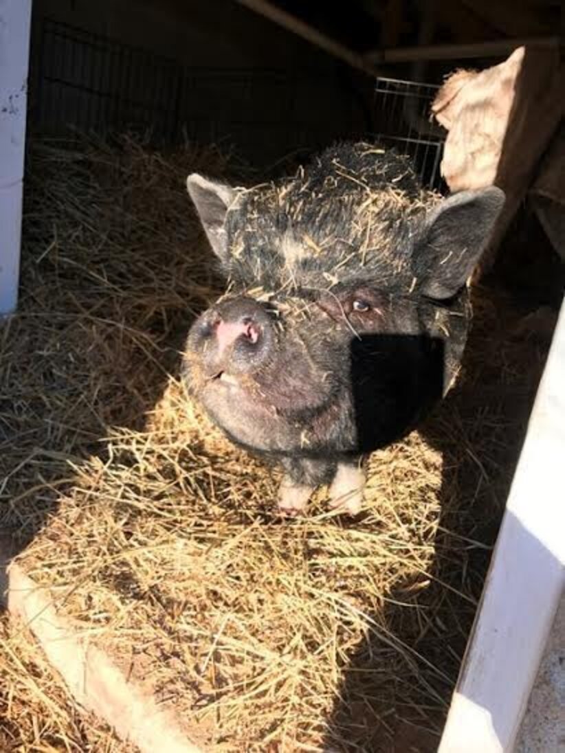 Stray Pig Loves Being Tucked Into Bed - The Dodo