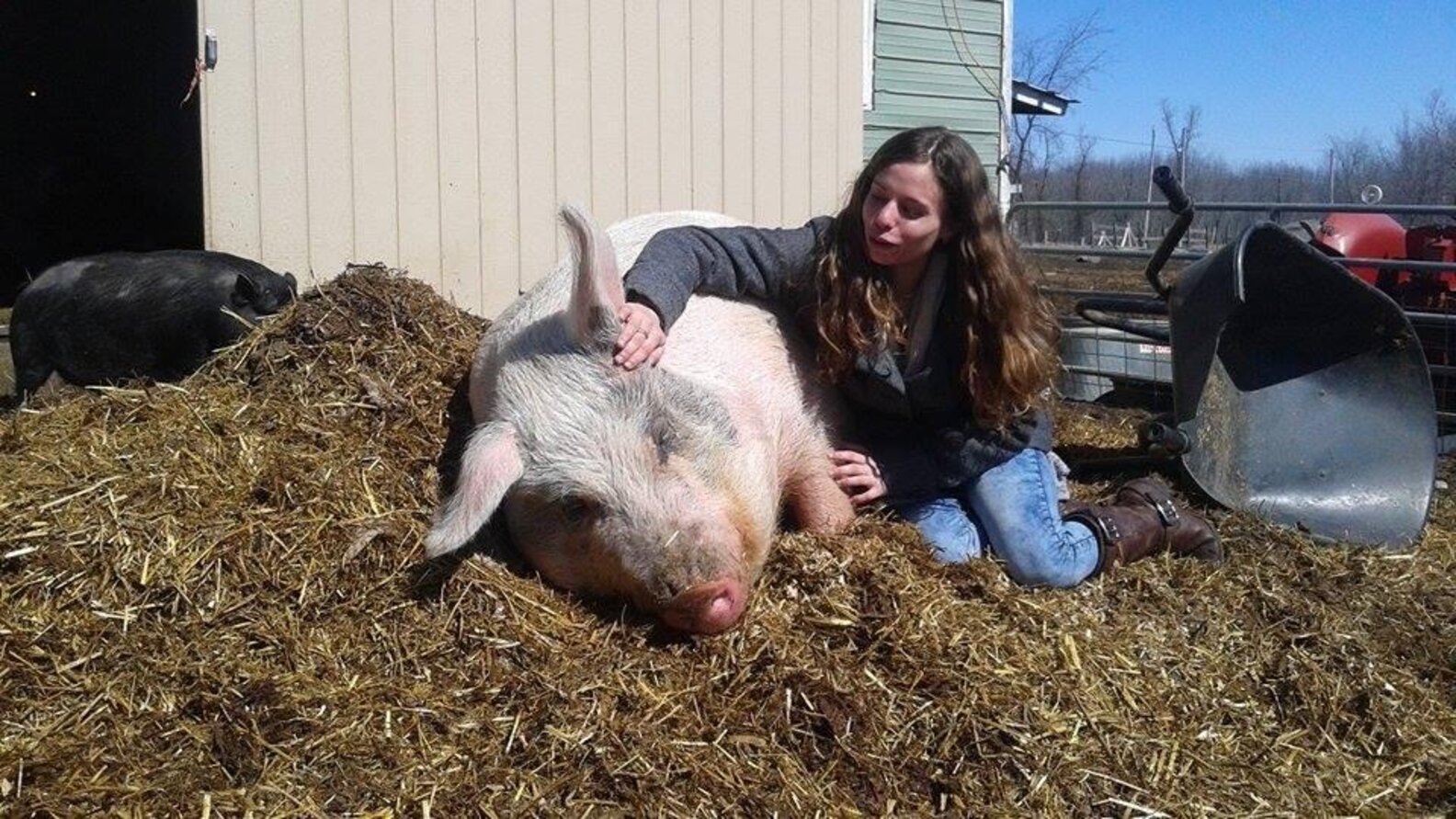 Ontario Girl Saves Piglet She Was Raising For Slaughter - The Dodo