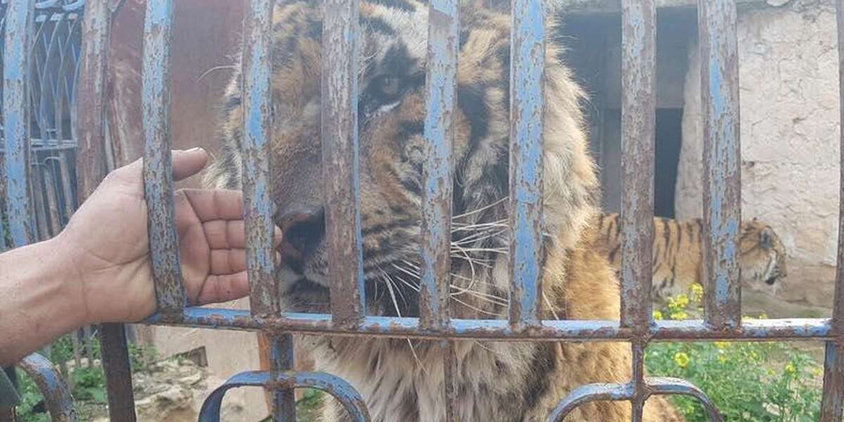 Tigers, Bears, Monkeys Are Starving In Zoo In Aleppo, Syria - The Dodo