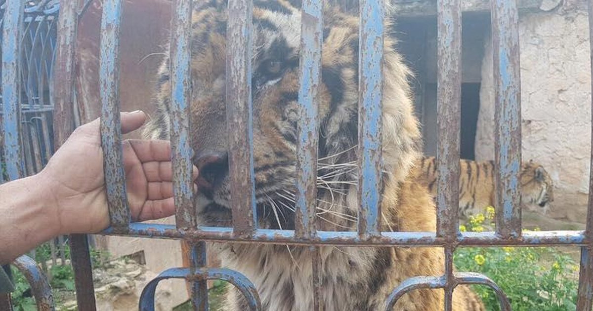 Tigers, Bears, Monkeys Are Starving In Zoo In Aleppo, Syria - The Dodo