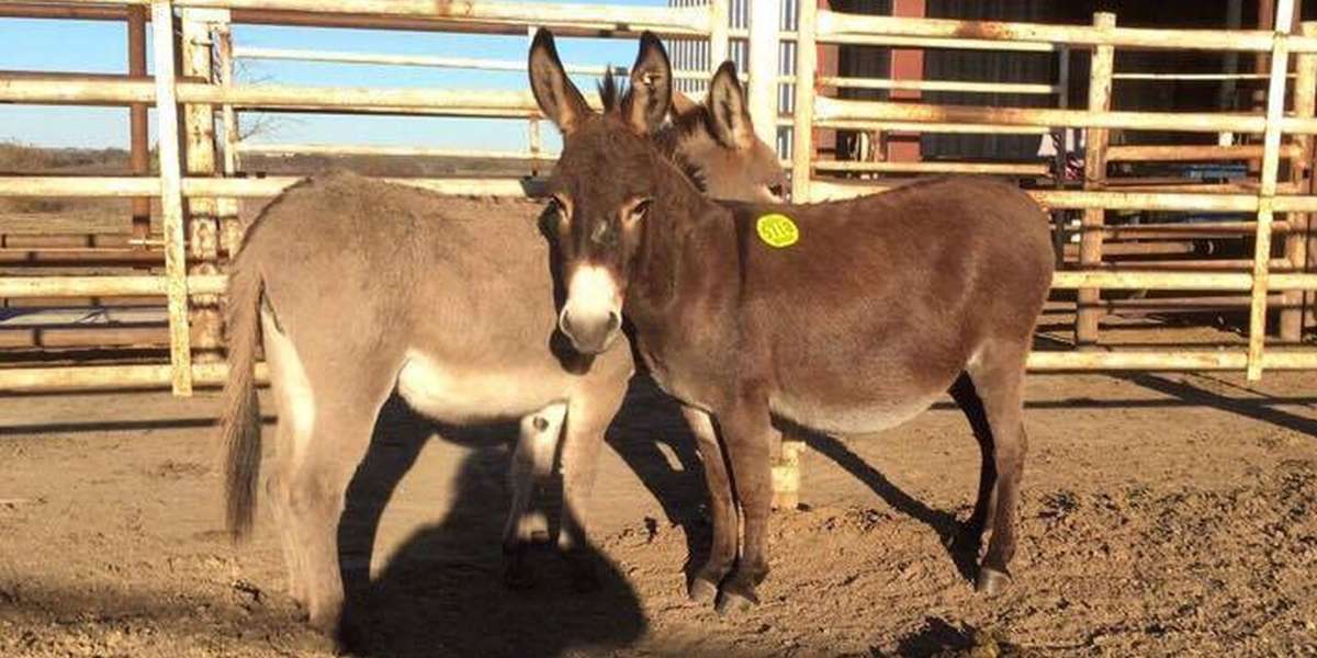 Donkey Saved From Slaughter Pipeline Gives Birth To A Baby - The Dodo