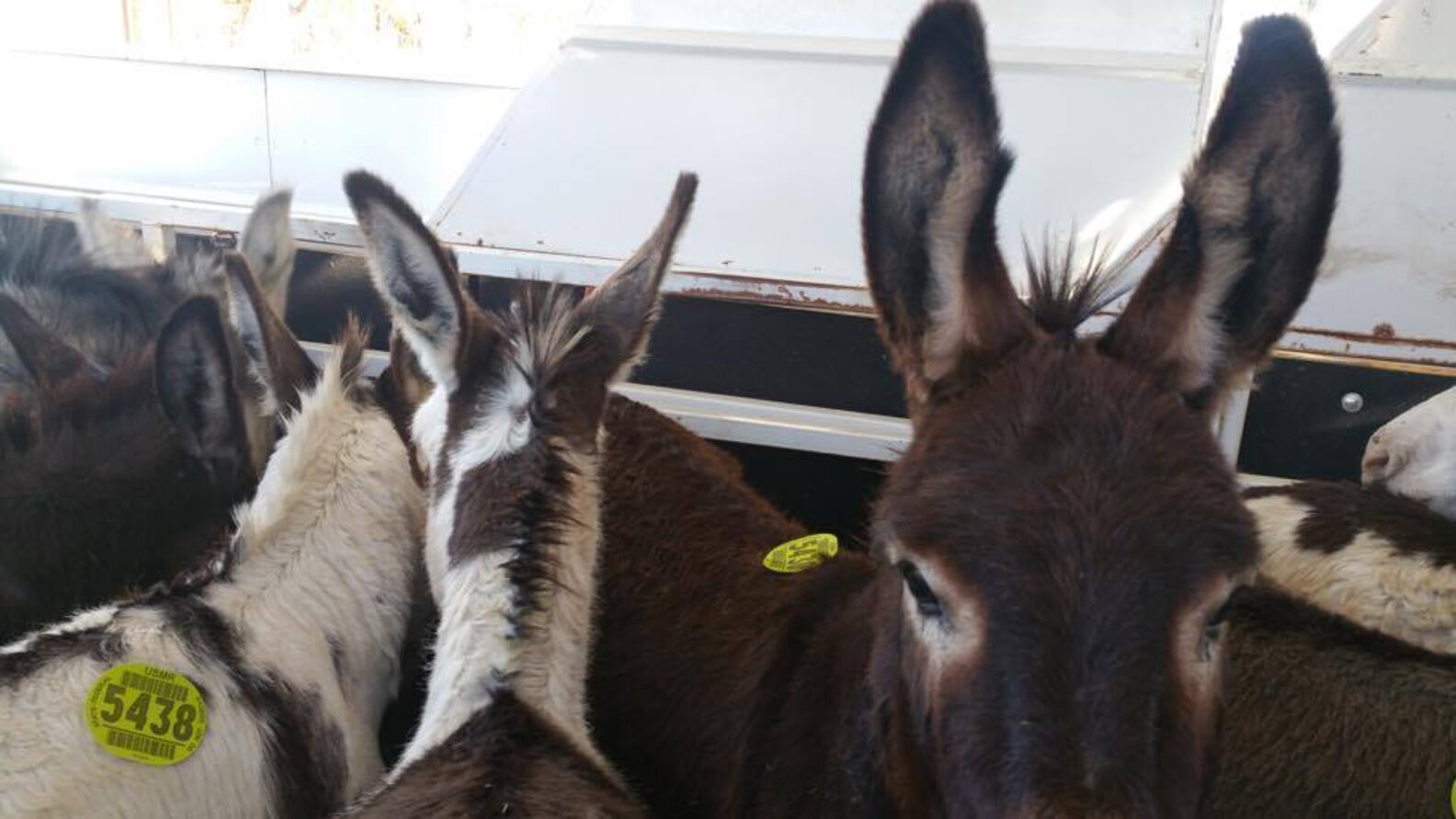 Donkey Saved From Slaughter Pipeline Gives Birth To A Baby - The Dodo