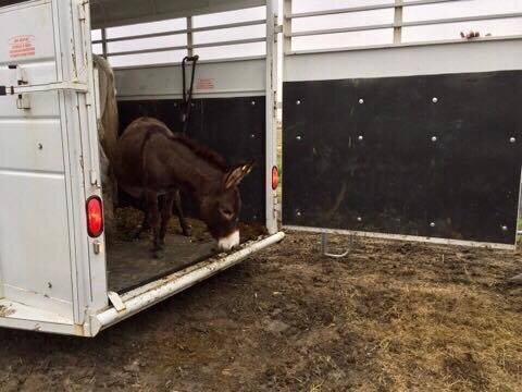 Donkey Saved From Slaughter Pipeline Gives Birth To A Baby - The Dodo