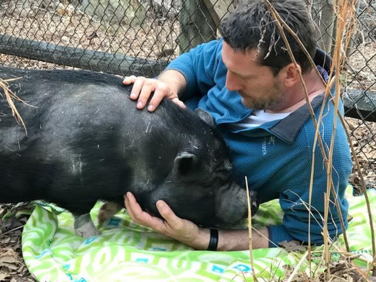 Stray Pig Loves Being Tucked Into Bed - The Dodo