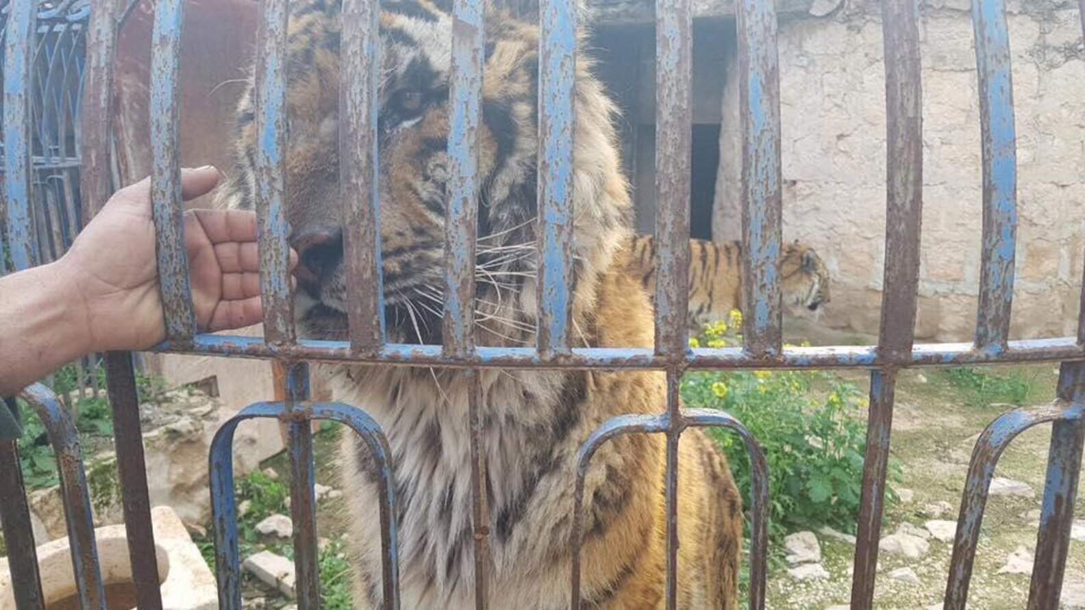 Tigers, Bears, Monkeys Are Starving In Zoo In Aleppo, Syria - The Dodo