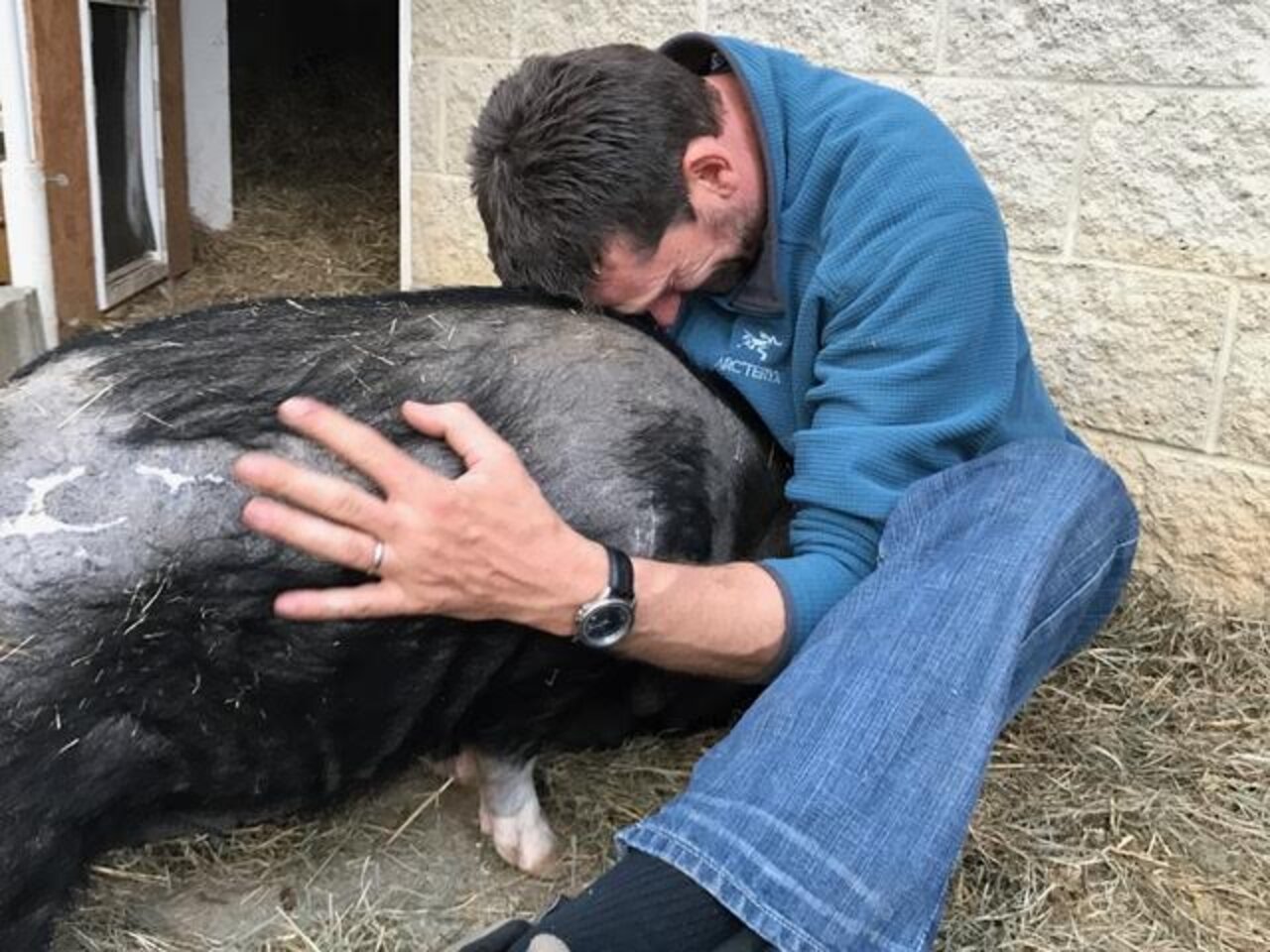 Stray Pig Loves Being Tucked Into Bed - The Dodo