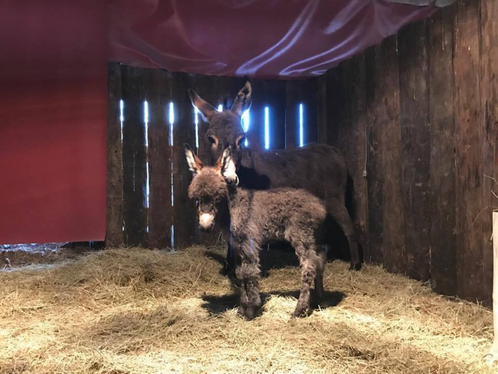 Donkey Saved From Slaughter Pipeline Gives Birth To A Baby - The Dodo