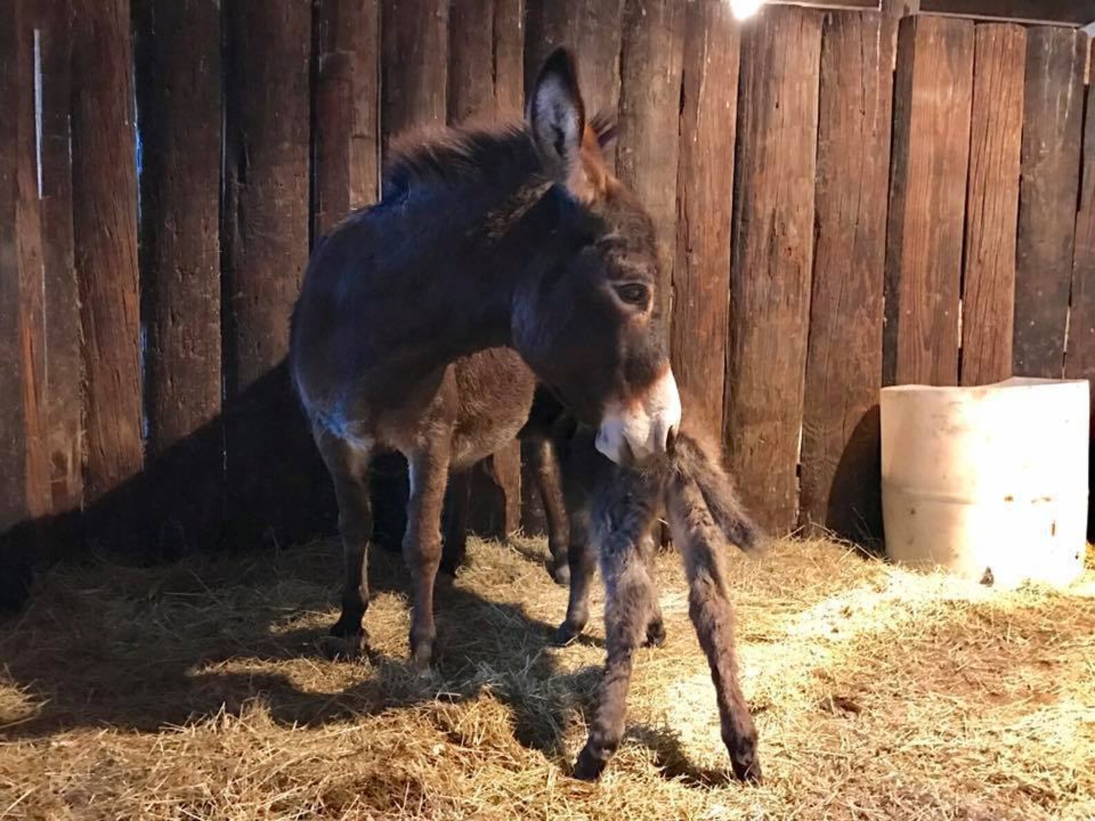 Donkey Saved From Slaughter Pipeline Gives Birth To A Baby - The Dodo