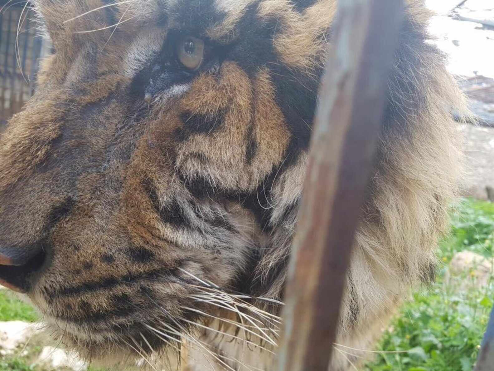 Tigers, Bears, Monkeys Are Starving In Zoo In Aleppo, Syria - The Dodo