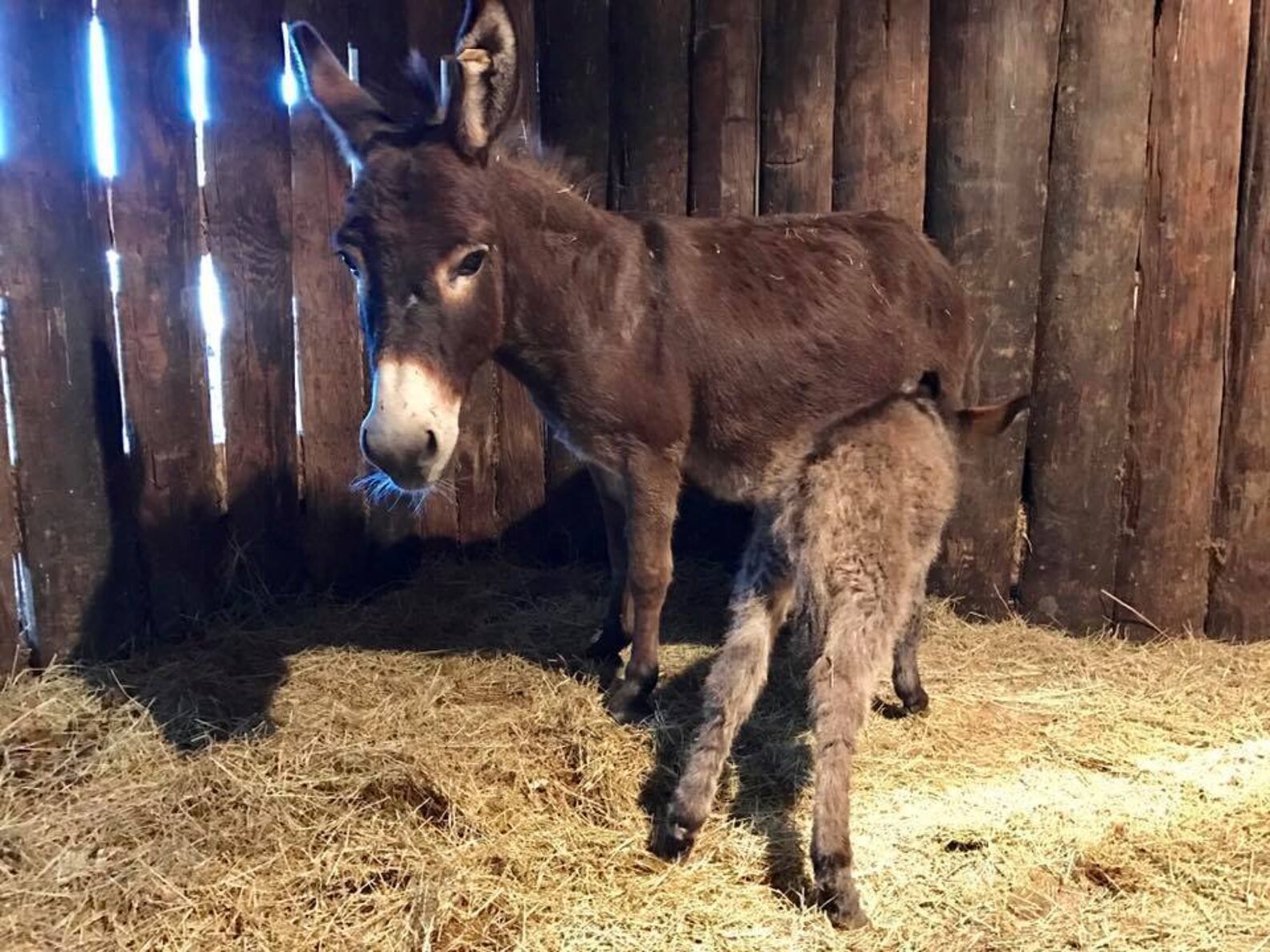 Donkey Saved From Slaughter Pipeline Gives Birth To A Baby - The Dodo