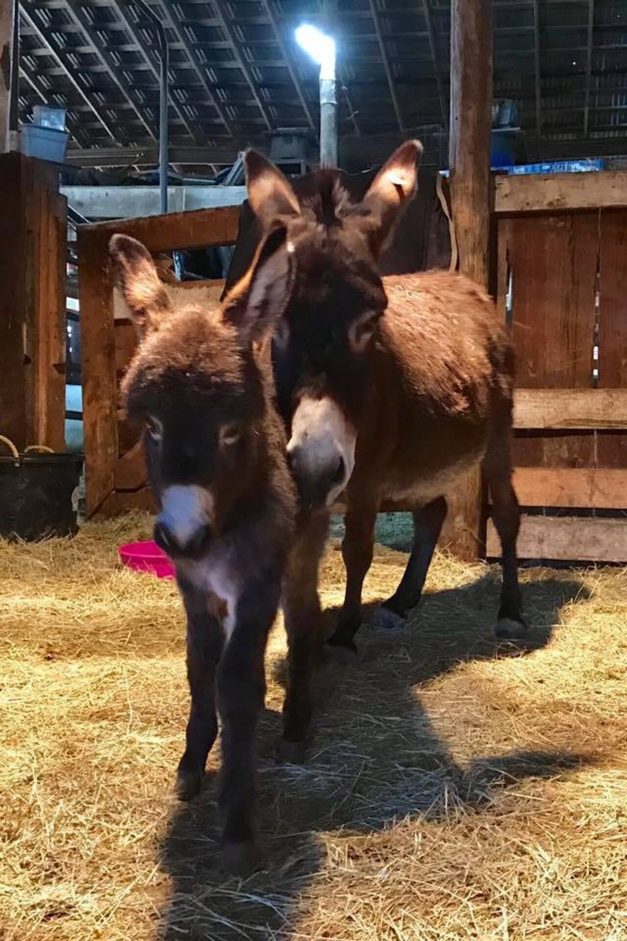 Donkey Saved From Slaughter Pipeline Gives Birth To A Baby - The Dodo