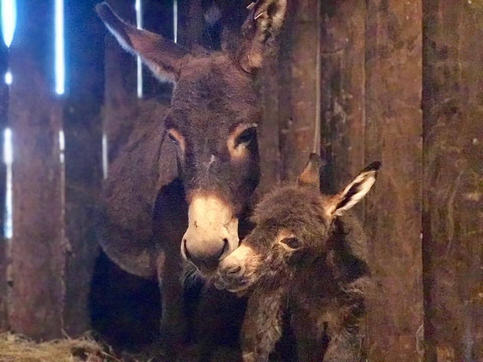 Donkey Saved From Slaughter Pipeline Gives Birth To A Baby - The Dodo