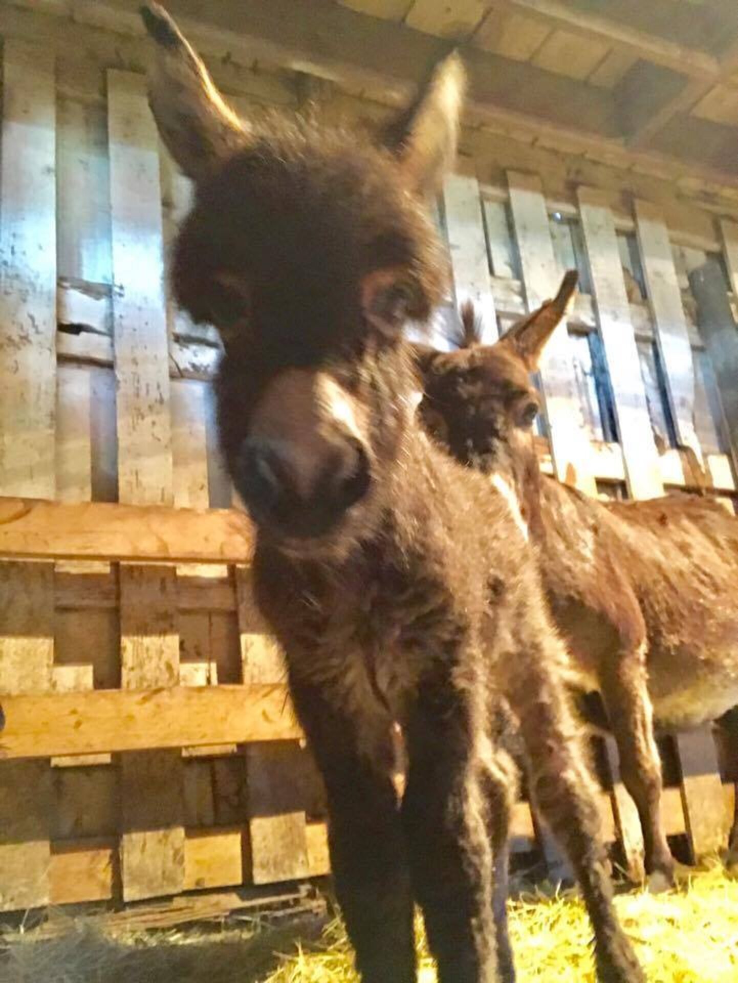 Donkey Saved From Slaughter Pipeline Gives Birth To A Baby - The Dodo