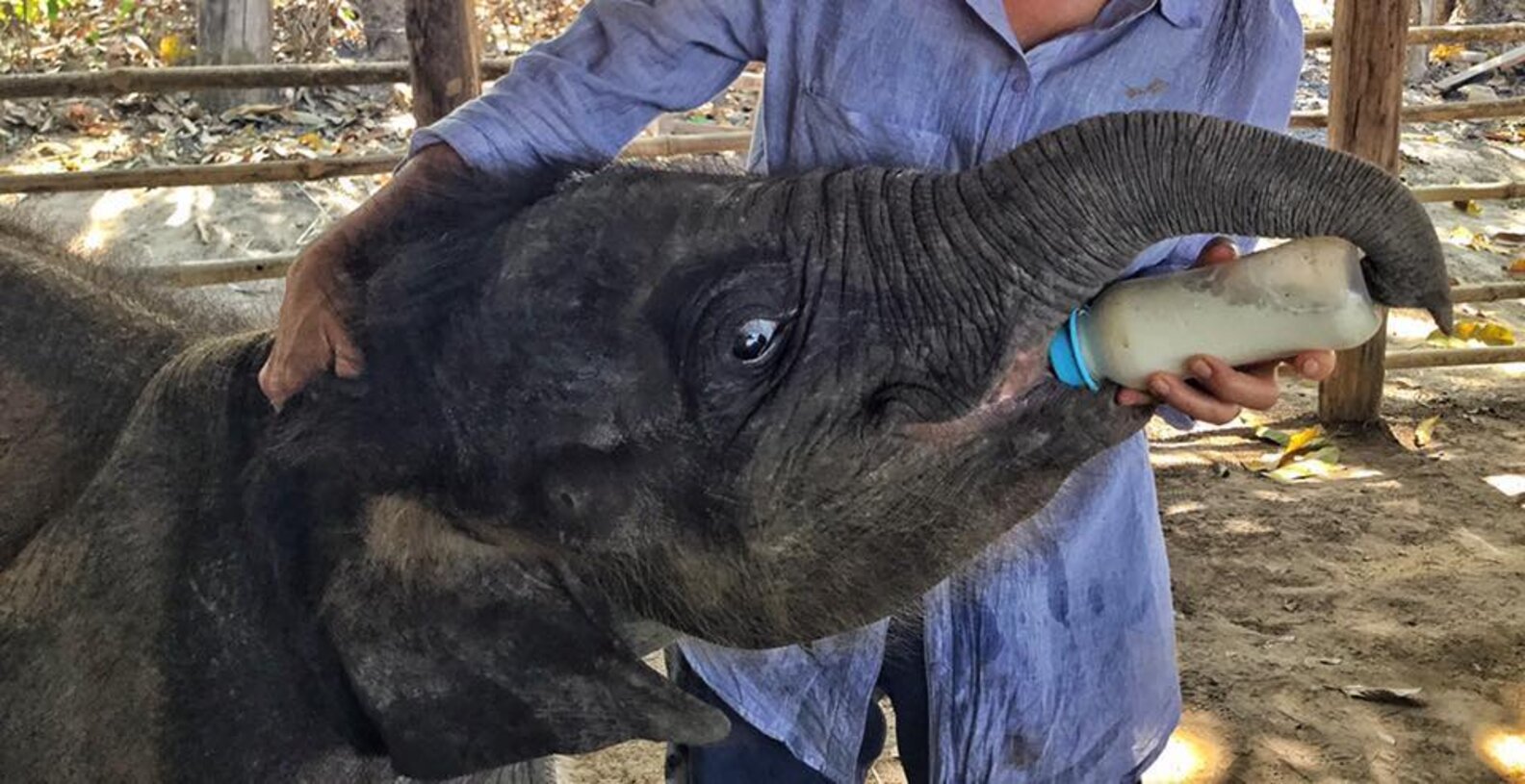 Starving Elephant Orphan In Myanmar Needs Milk Donations - The Dodo