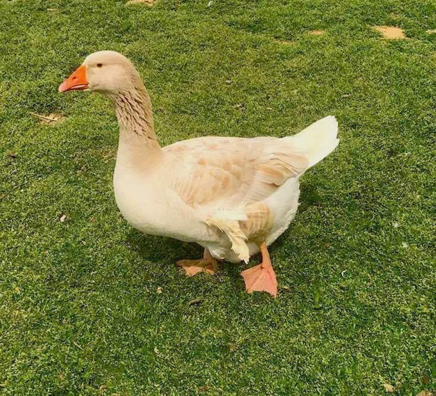 Junk Food Causes Angel Wing Syndrome In Geese And Ducks - The Dodo