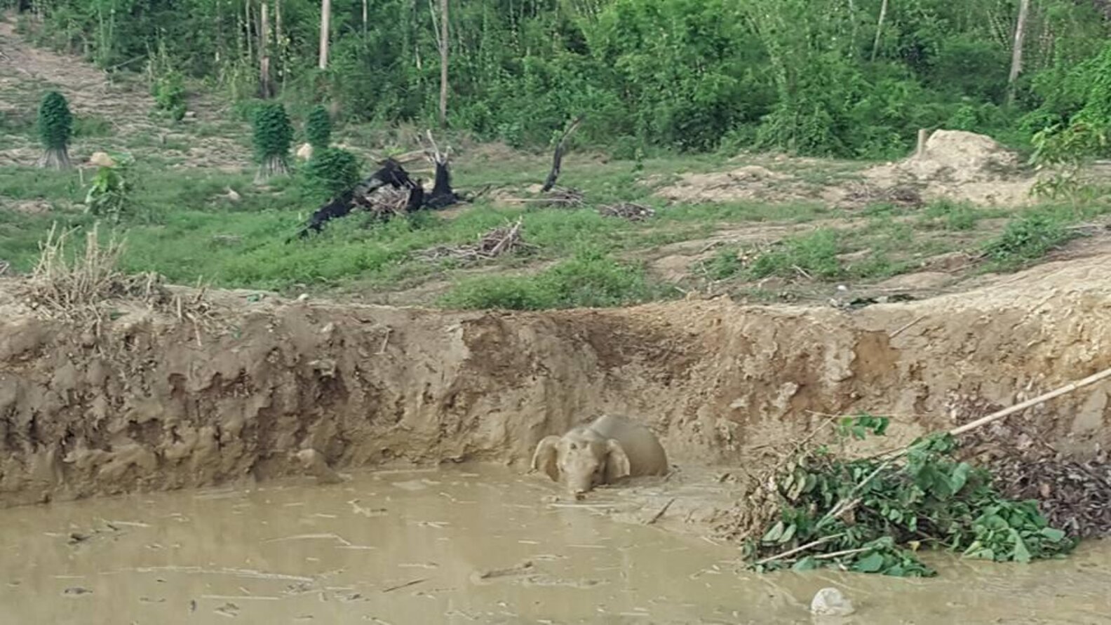 Asian Elephant Herd Saved From Bomb Crater In Cambodia - The Dodo
