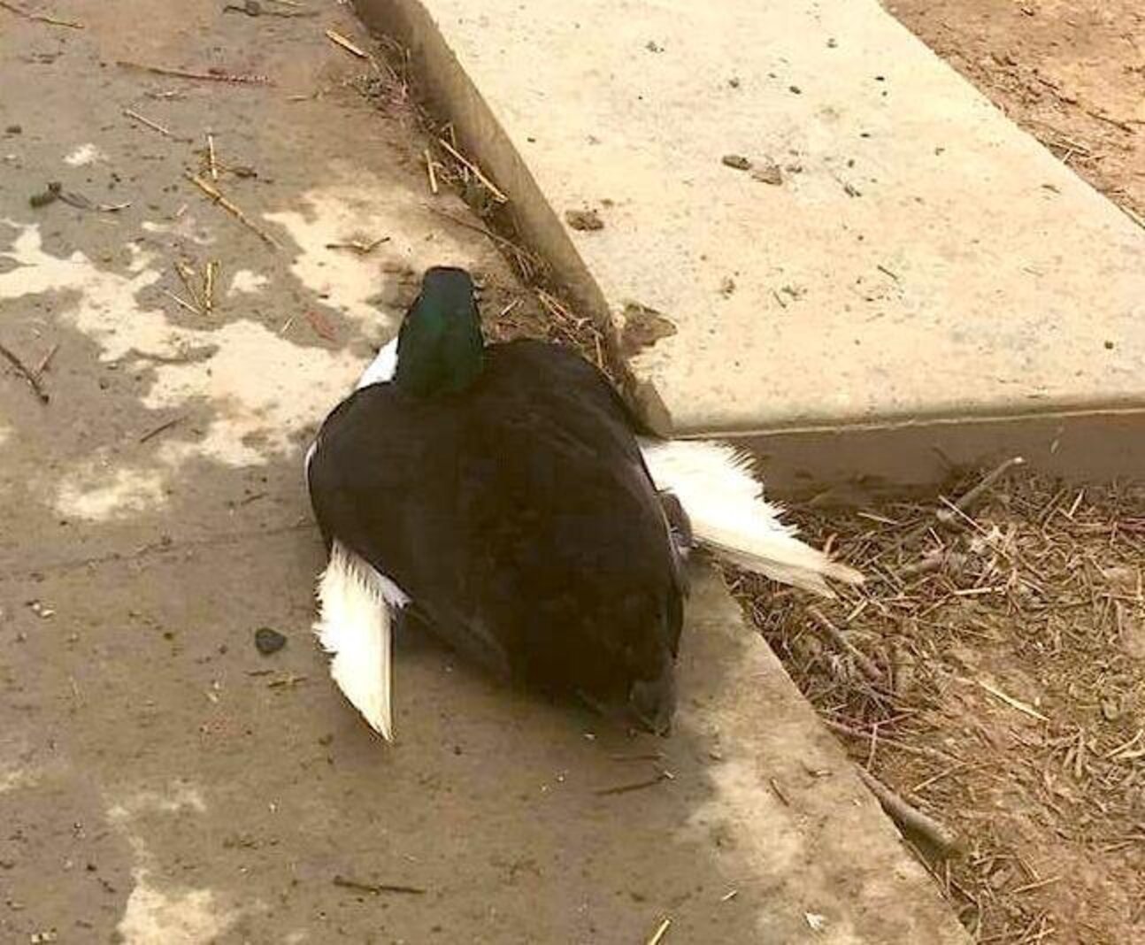 Junk Food Causes Angel Wing Syndrome In Geese And Ducks - The Dodo