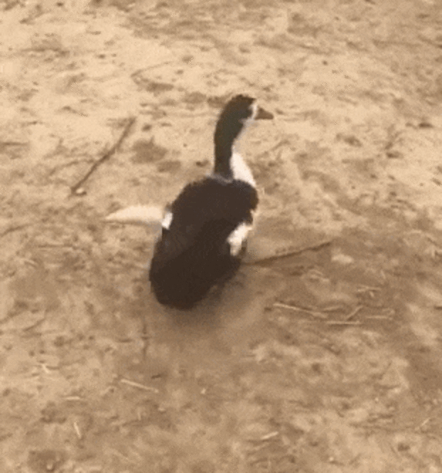 Junk Food Causes Angel Wing Syndrome In Geese And Ducks - The Dodo