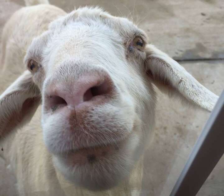 Goat Falls In Love With Delivery Guy - The Dodo