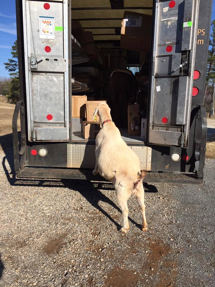 Goat Falls In Love With Delivery Guy - The Dodo