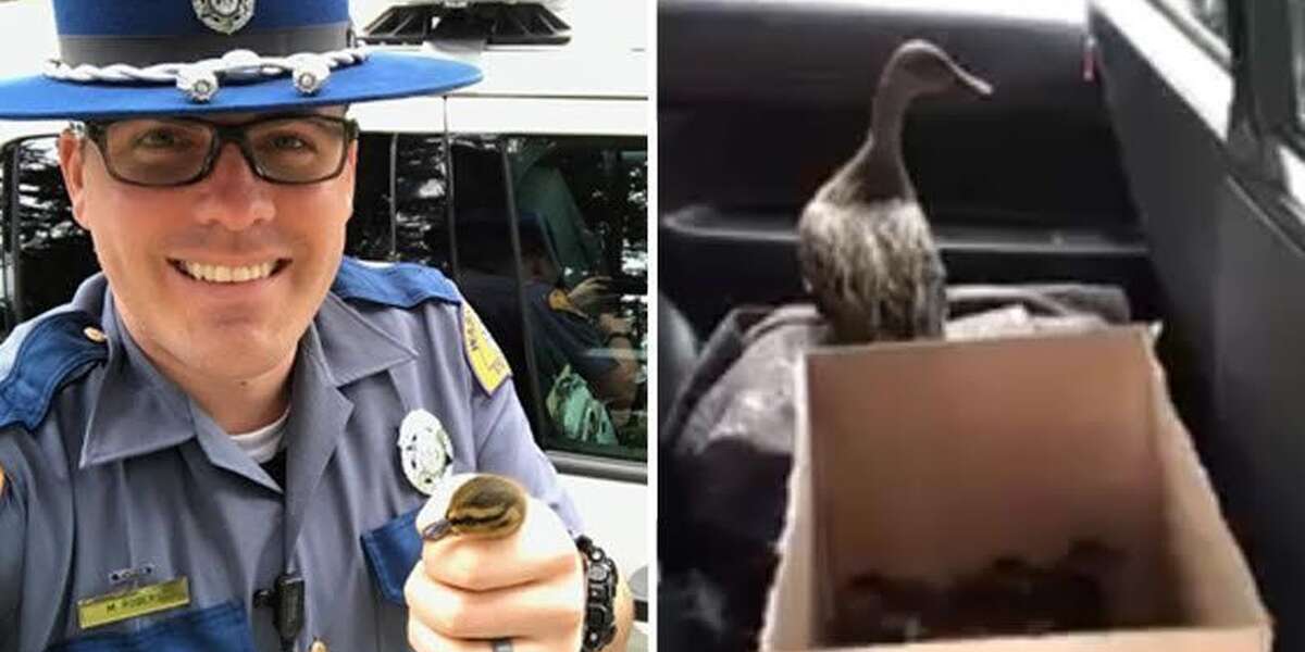 Trooper Saves Duck Family From Busy Interstate Highway - The Dodo