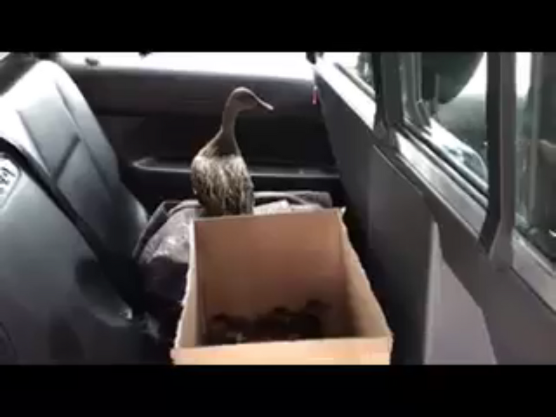 Trooper Saves Duck Family From Busy Interstate Highway - The Dodo