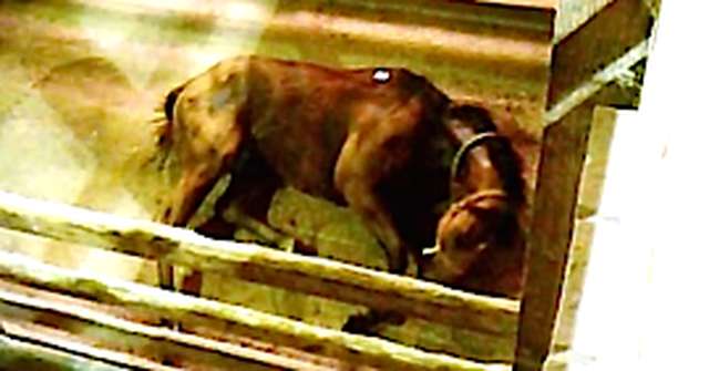 U.S. Horses Sent To Canada Slaughterhouses Suffer Abuses - The Dodo